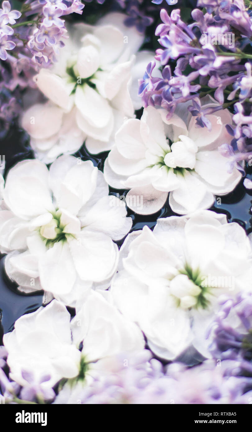 Pretty flowers in springtime - botanical backgrounds, spring and summer ...