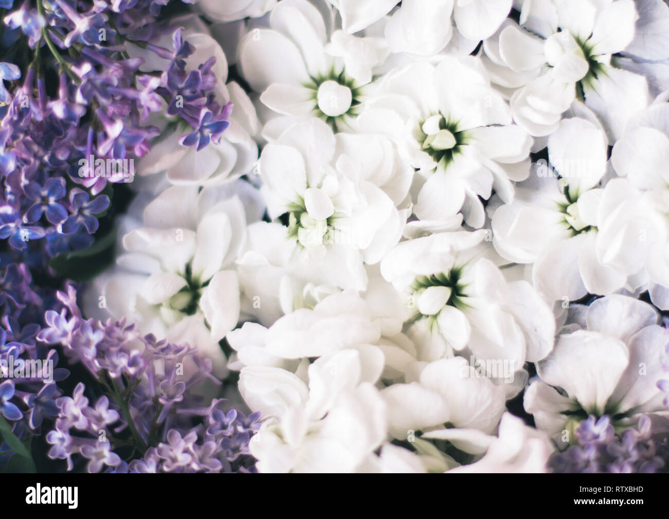 Pretty flowers in springtime - botanical backgrounds, spring and summer ...