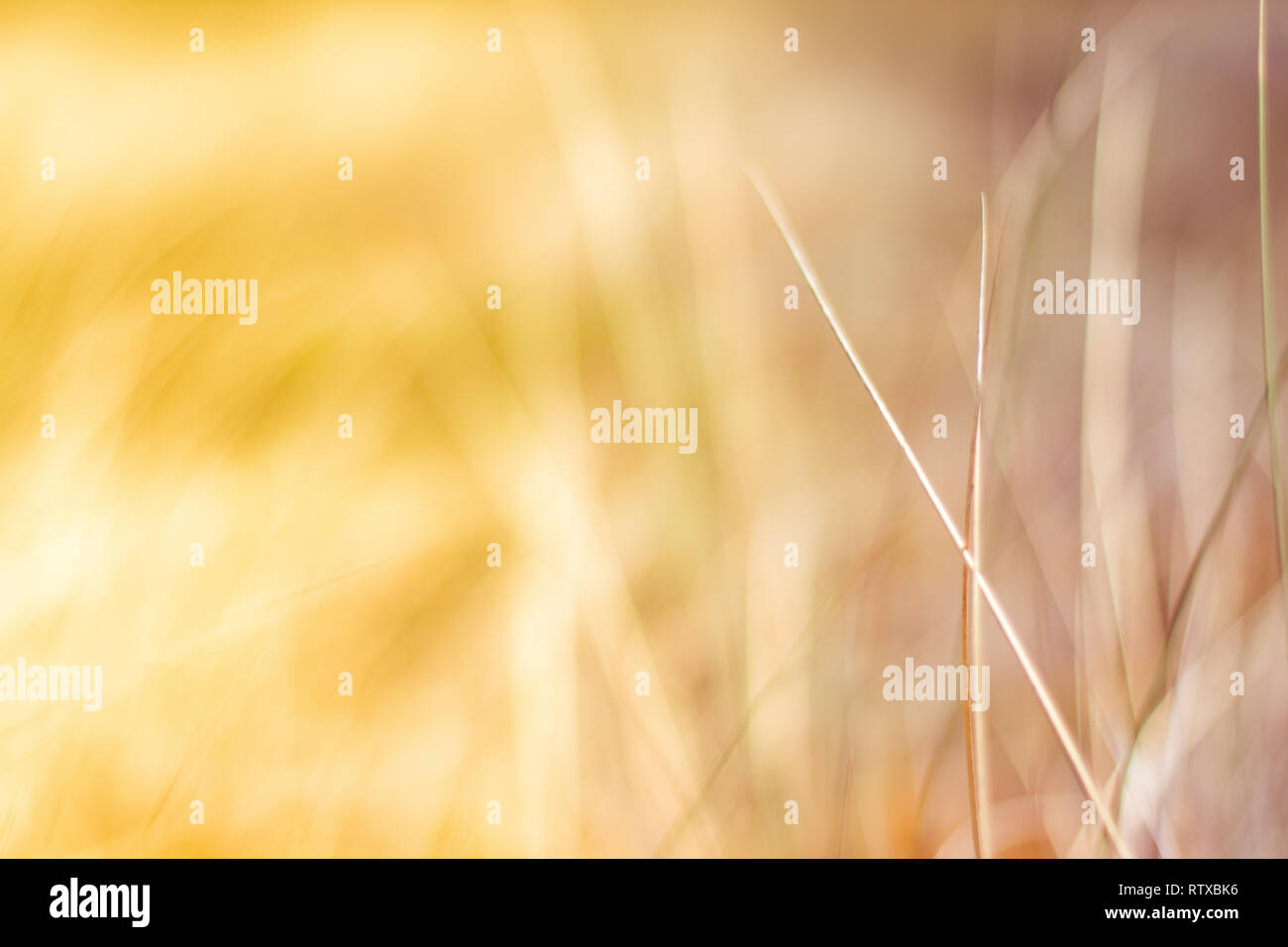 Sunshine over the summer field - beauty in nature, balanced lifestyle ...