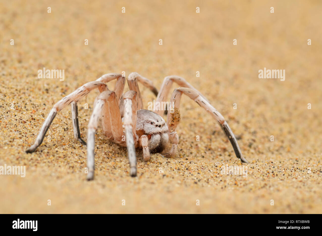 Wheel Spider - Carparachne aureoflava, beautiful white spider from ...