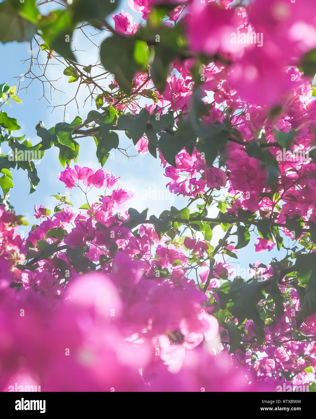 Pink flowers and blue sunny sky - floral background, spring holidays ...