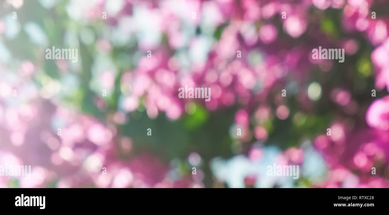 Pink flowers and blue sunny sky - floral background, spring holidays ...