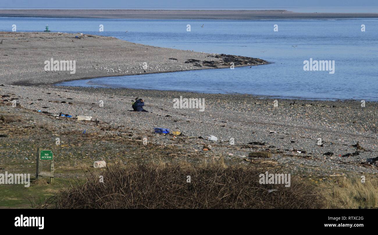Walney island seal colony hi-res stock photography and images - Alamy