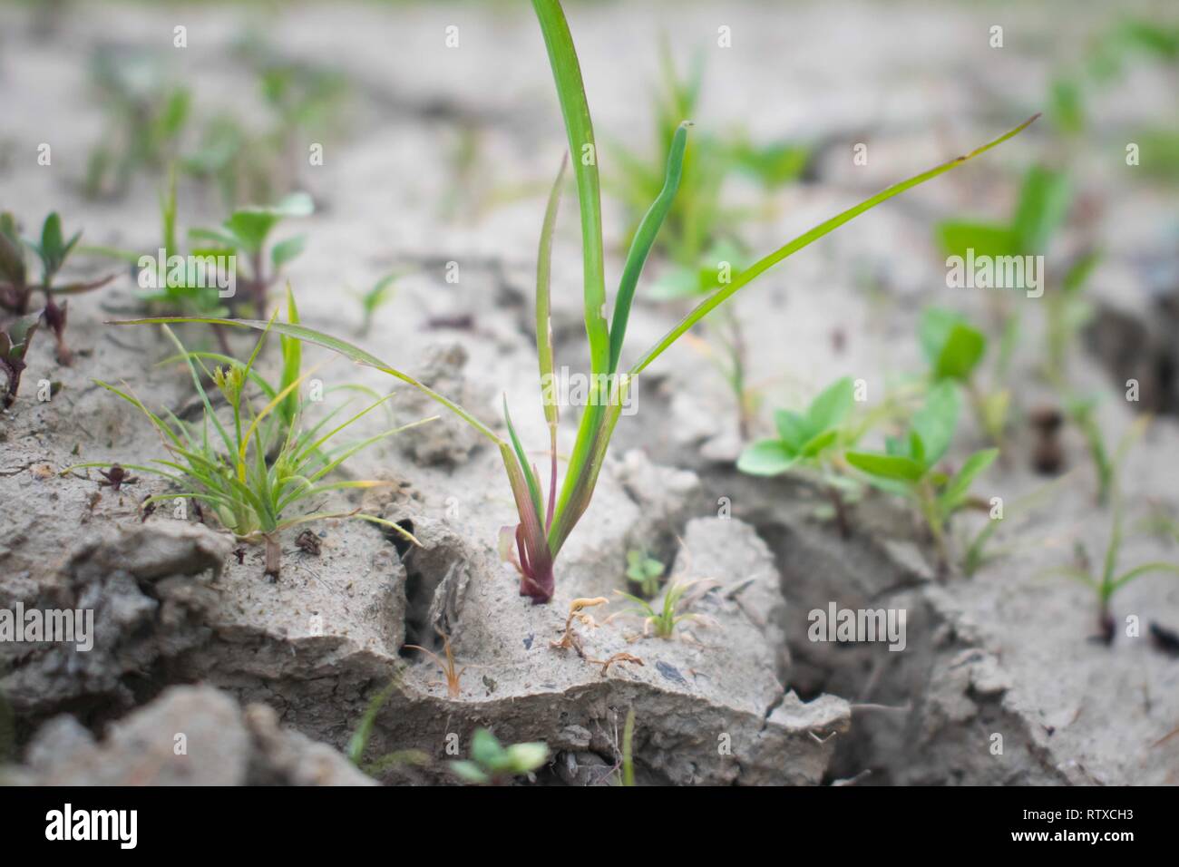 A tree growing on cracked ground. Crack dried soil in drought, Affected ...