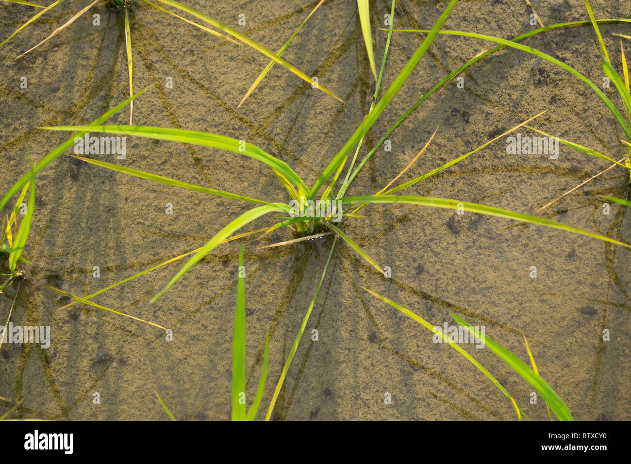 Top view of a rice plant planted on a pond Stock Photo - Alamy