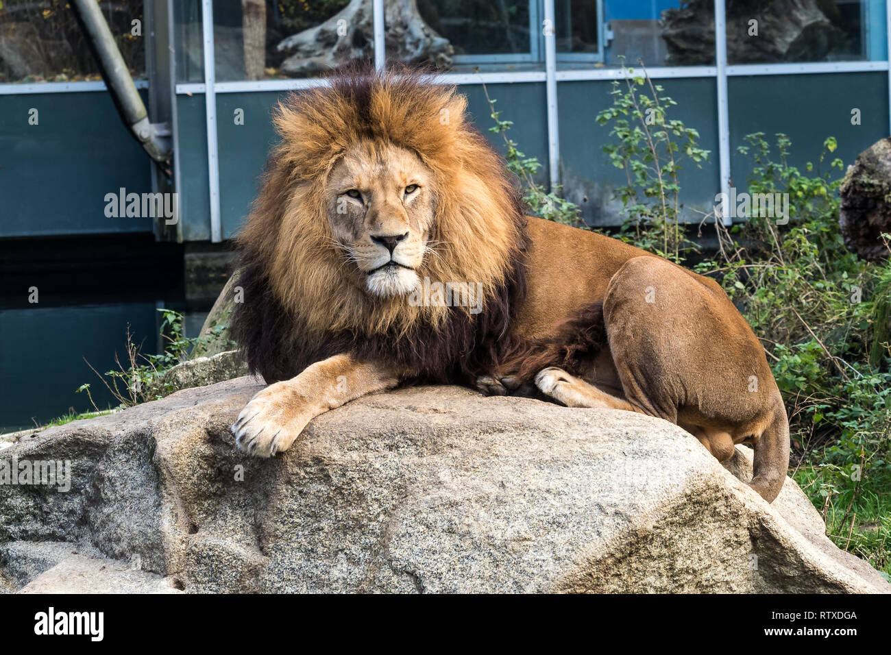 The lion, Panthera leo is one of the four big cats in the genus ...