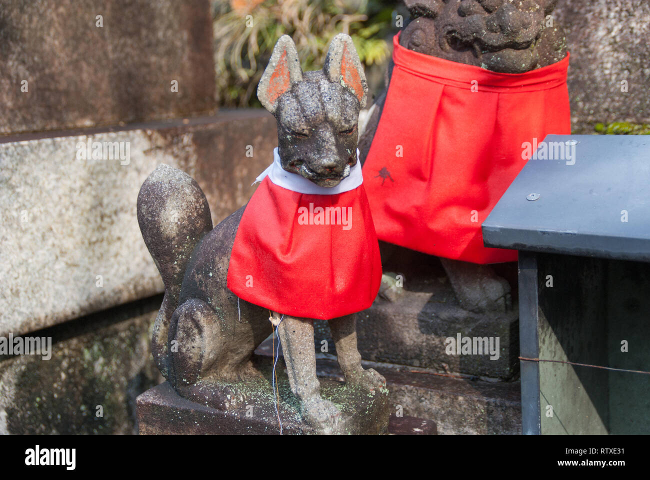 Inari foxes hi-res stock photography and images - Alamy