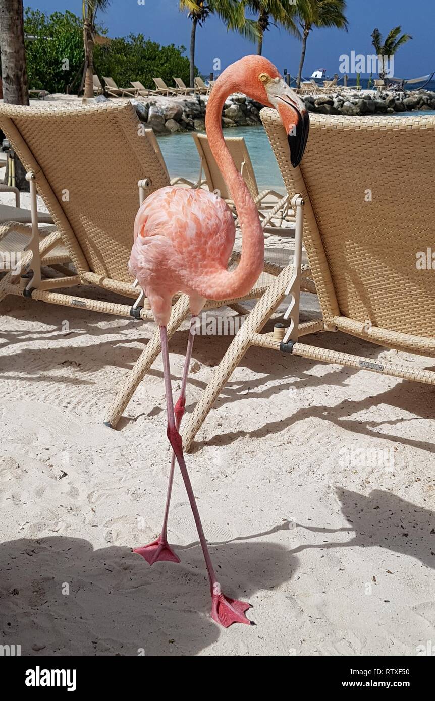 Beautiful big flamingo between beach beds in Aruba Stock Photo - Alamy