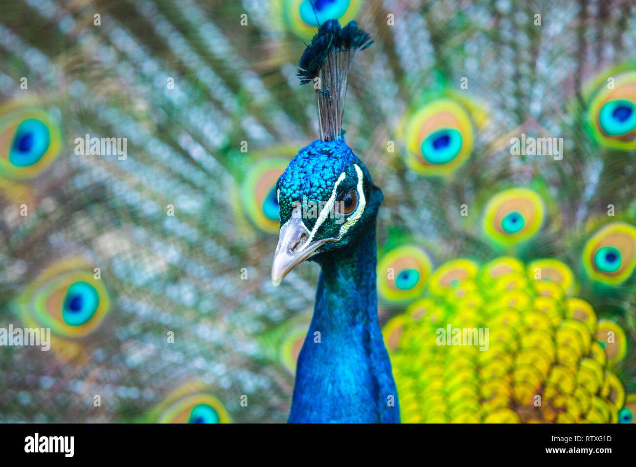Indian Peafowl showing off it's beautifully coloured plumage Stock ...