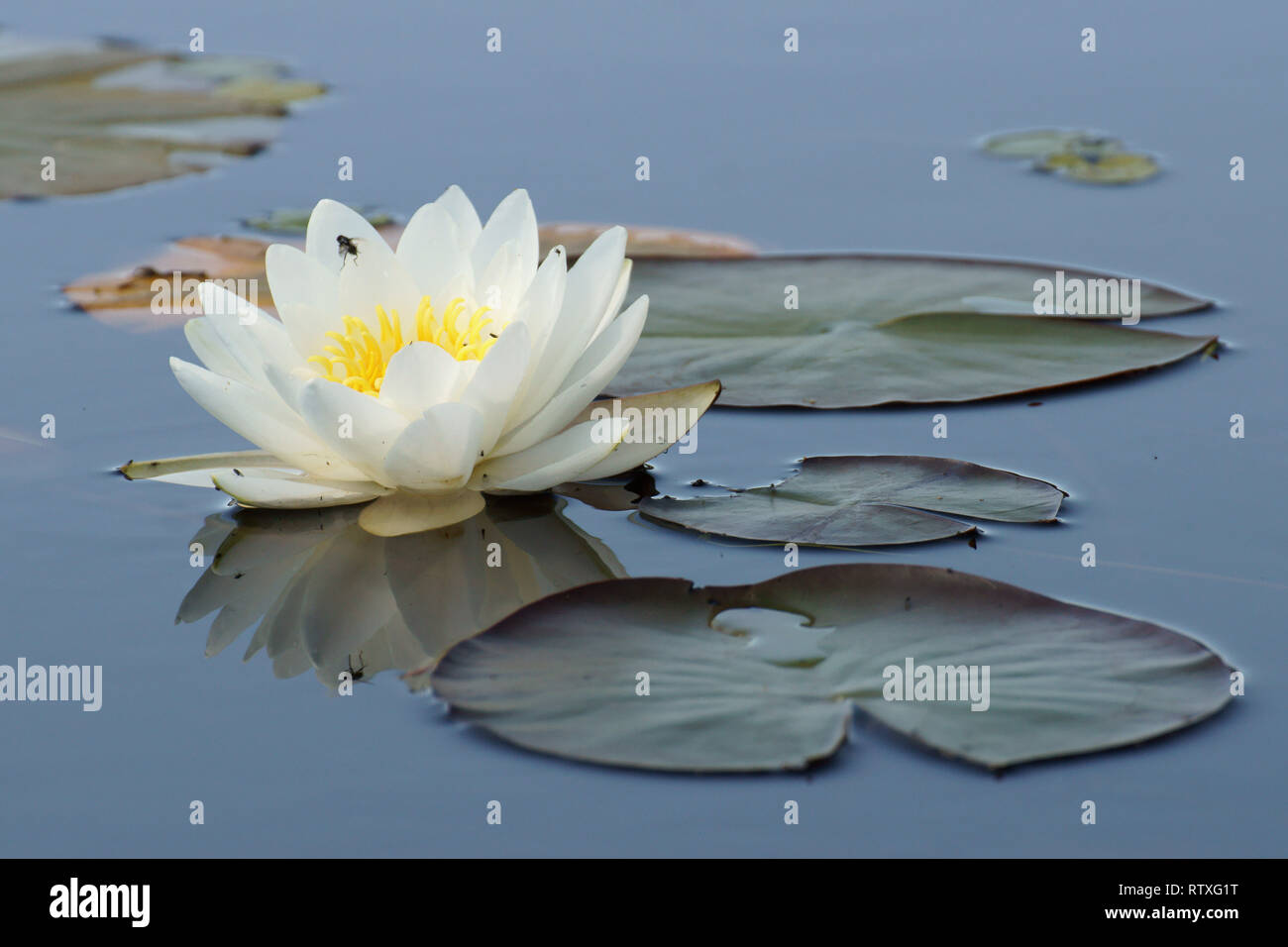 Nymphaea alba uk hi-res stock photography and images - Alamy