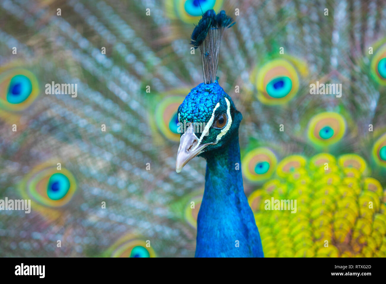 Indian Peafowl showing off it's beautifully coloured plumage Stock ...