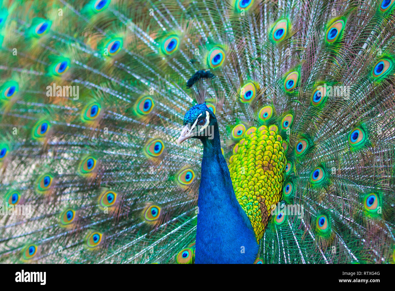 Indian Peafowl showing off it's beautifully coloured plumage Stock ...