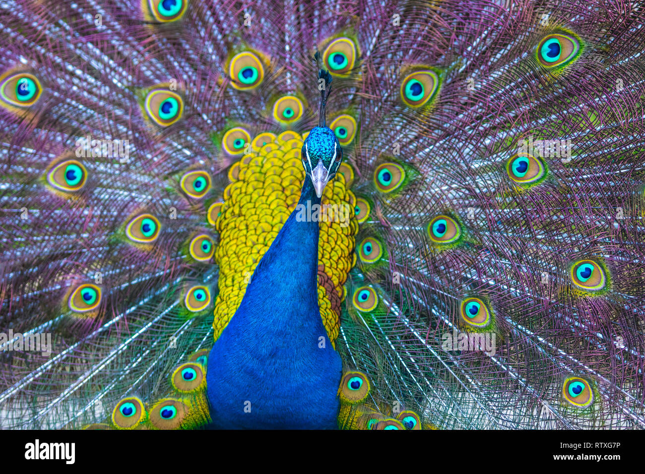 Indian Peafowl showing off it's beautifully coloured plumage Stock ...