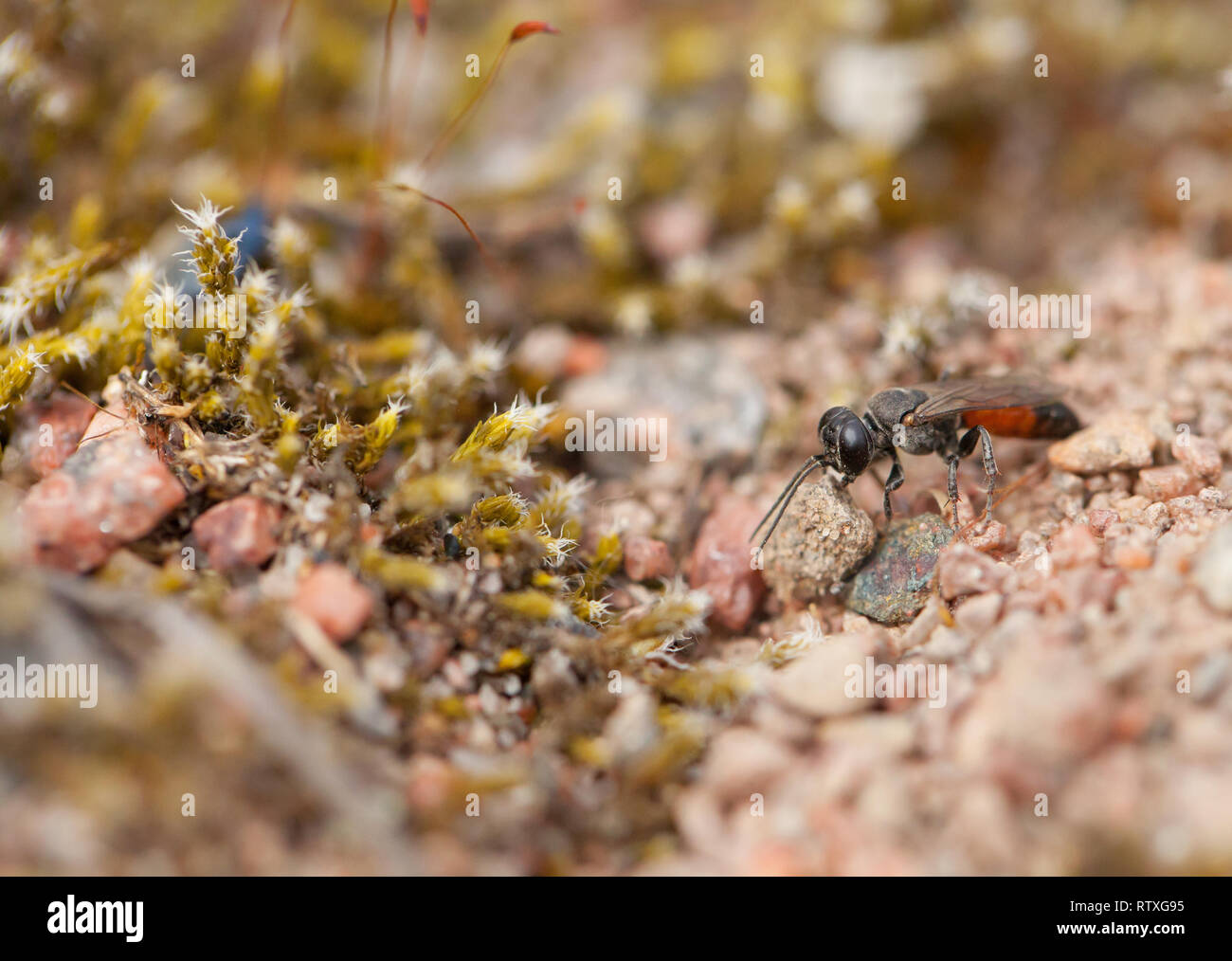 Sand burrow nesting hi-res stock photography and images - Alamy