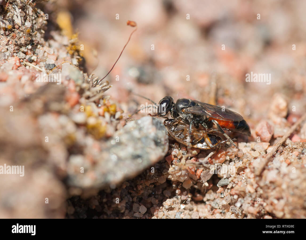 Predatory apoid wasp with a paralyzed cockroach Stock Photo - Alamy