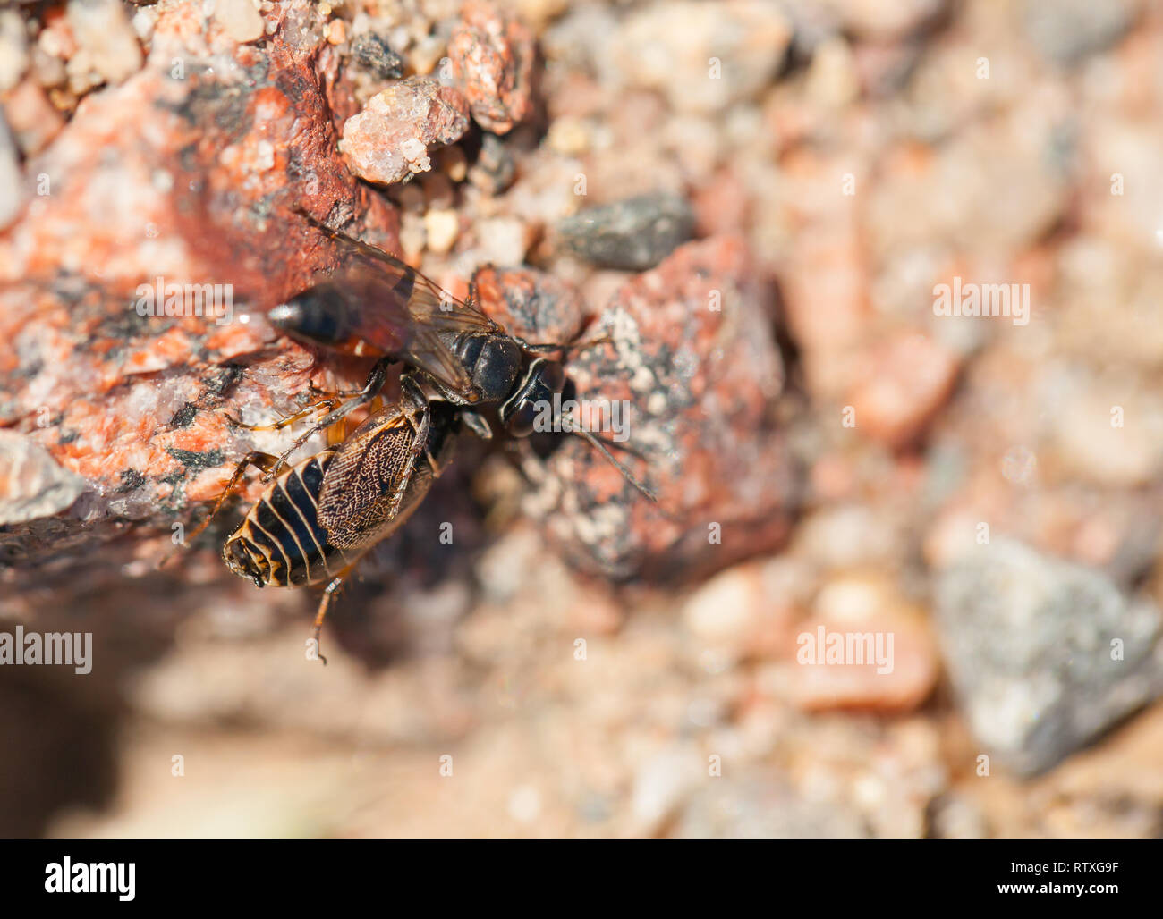 Predatory apoid wasp with a paralyzed cockroach Stock Photo - Alamy