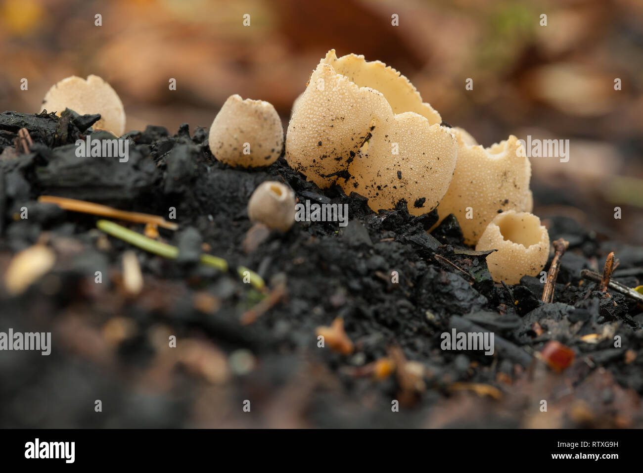 Toothed cup fungus on burned soil Stock Photo - Alamy