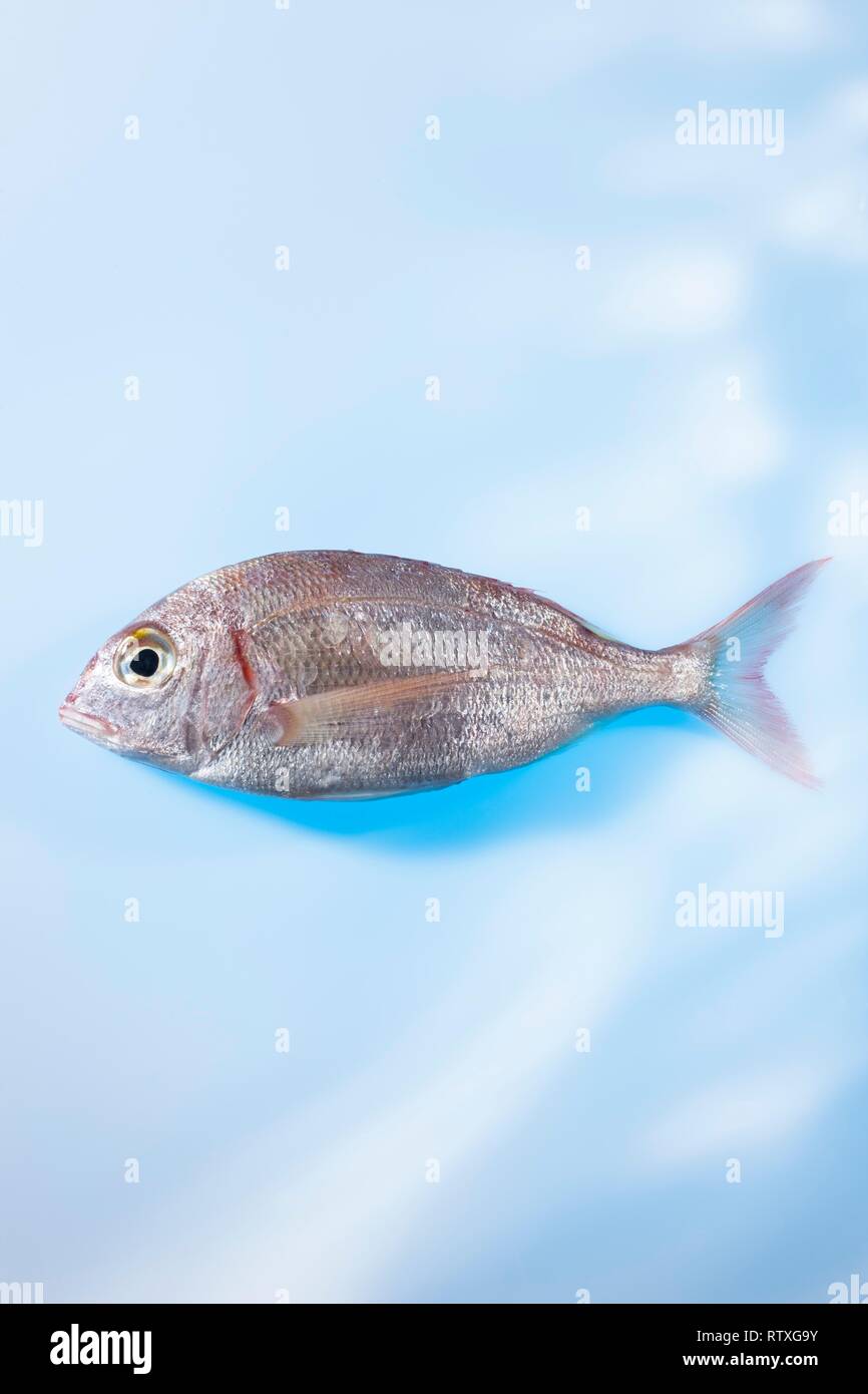 Sea bream, overhead view in studio Stock Photo - Alamy