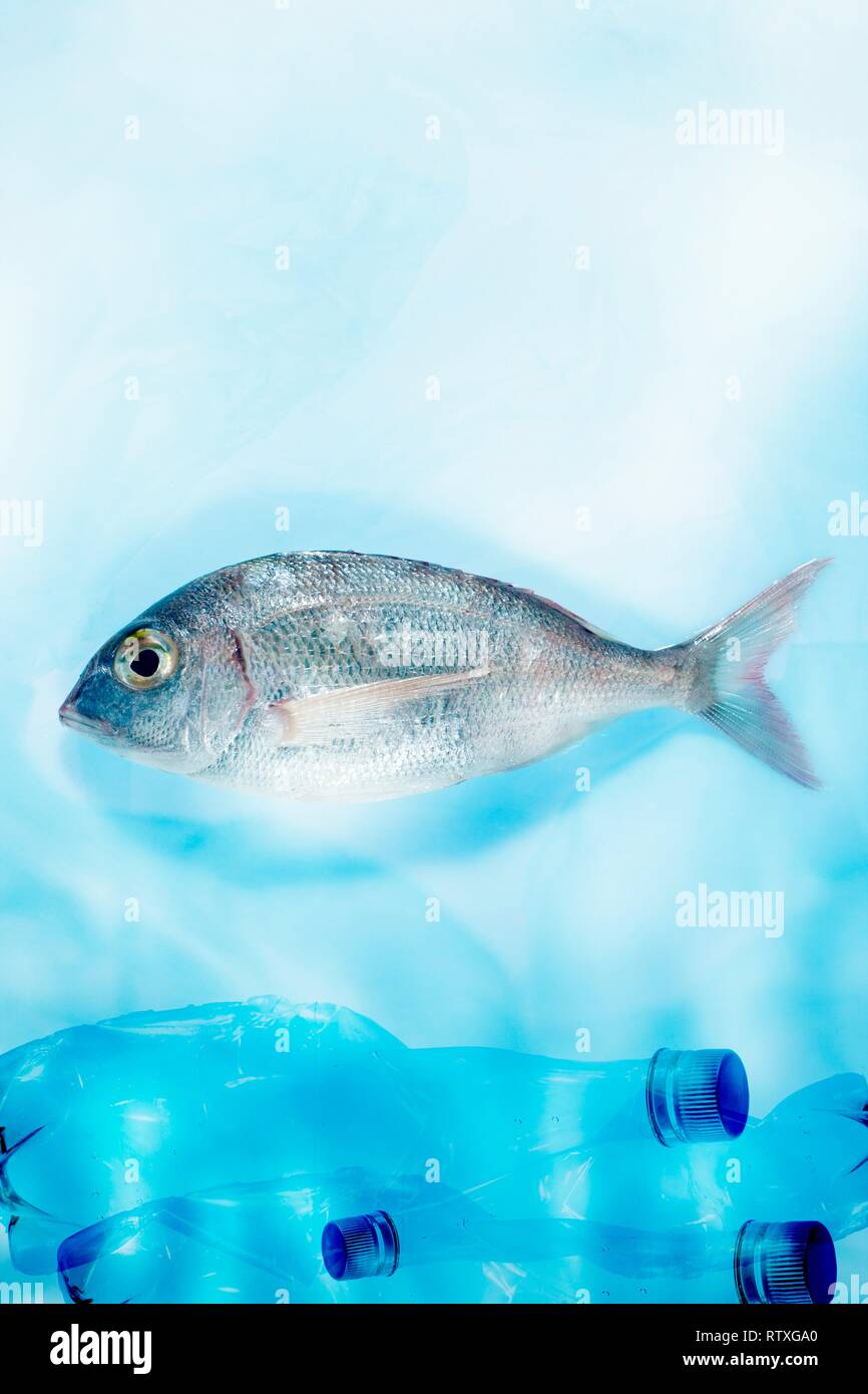 Fish and plastic pollution conceptual image. Dead sea bream Stock Photo ...