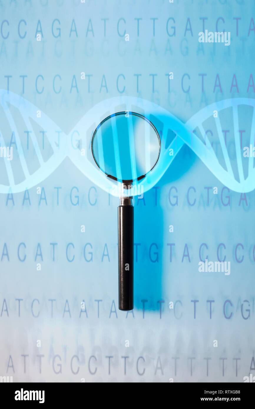 Magnifying glass, double helix and DNA code, also known as ACGT code ...