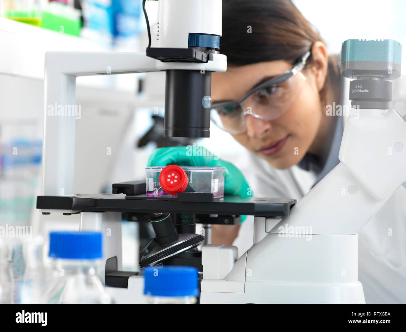 Female cell biologist placing a flask containing stem cells, cultivated ...