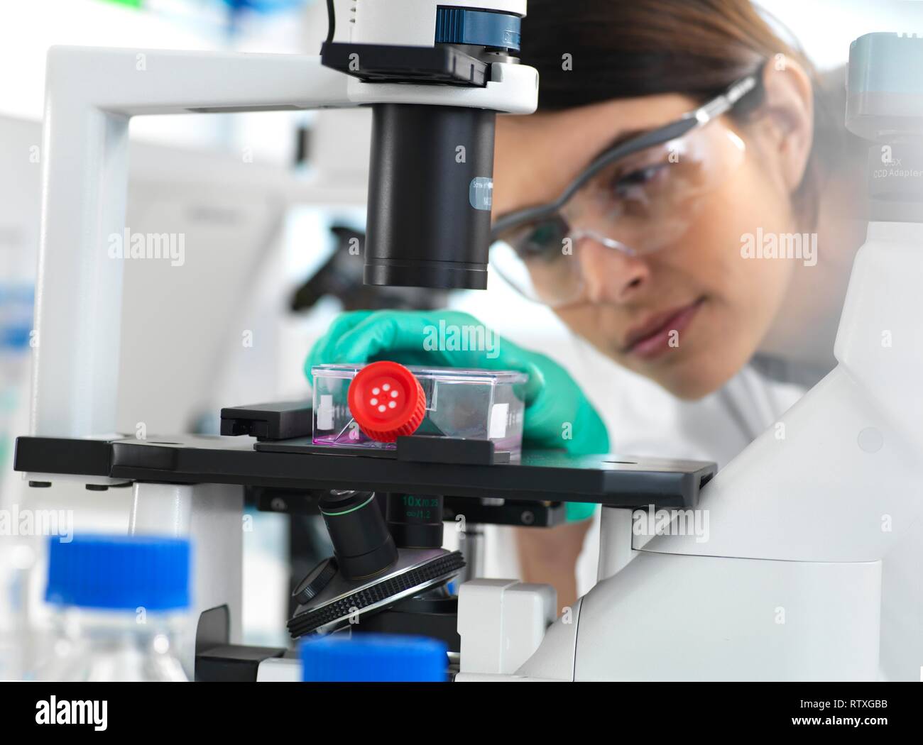Female cell biologist placing a flask containing stem cells, cultivated ...