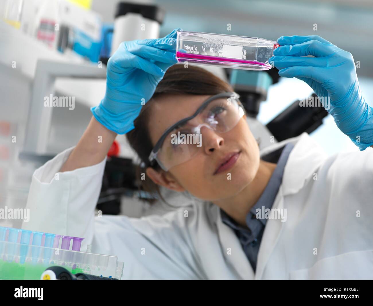 Female cell biologist examining a flask containing stem cells ...