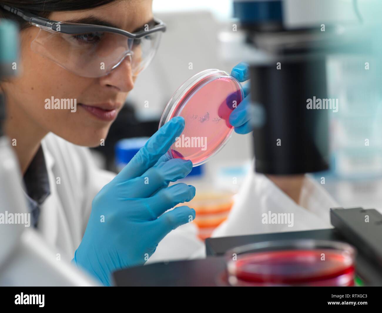 Scientist examining cultures growing in petri dishes under an inverted ...