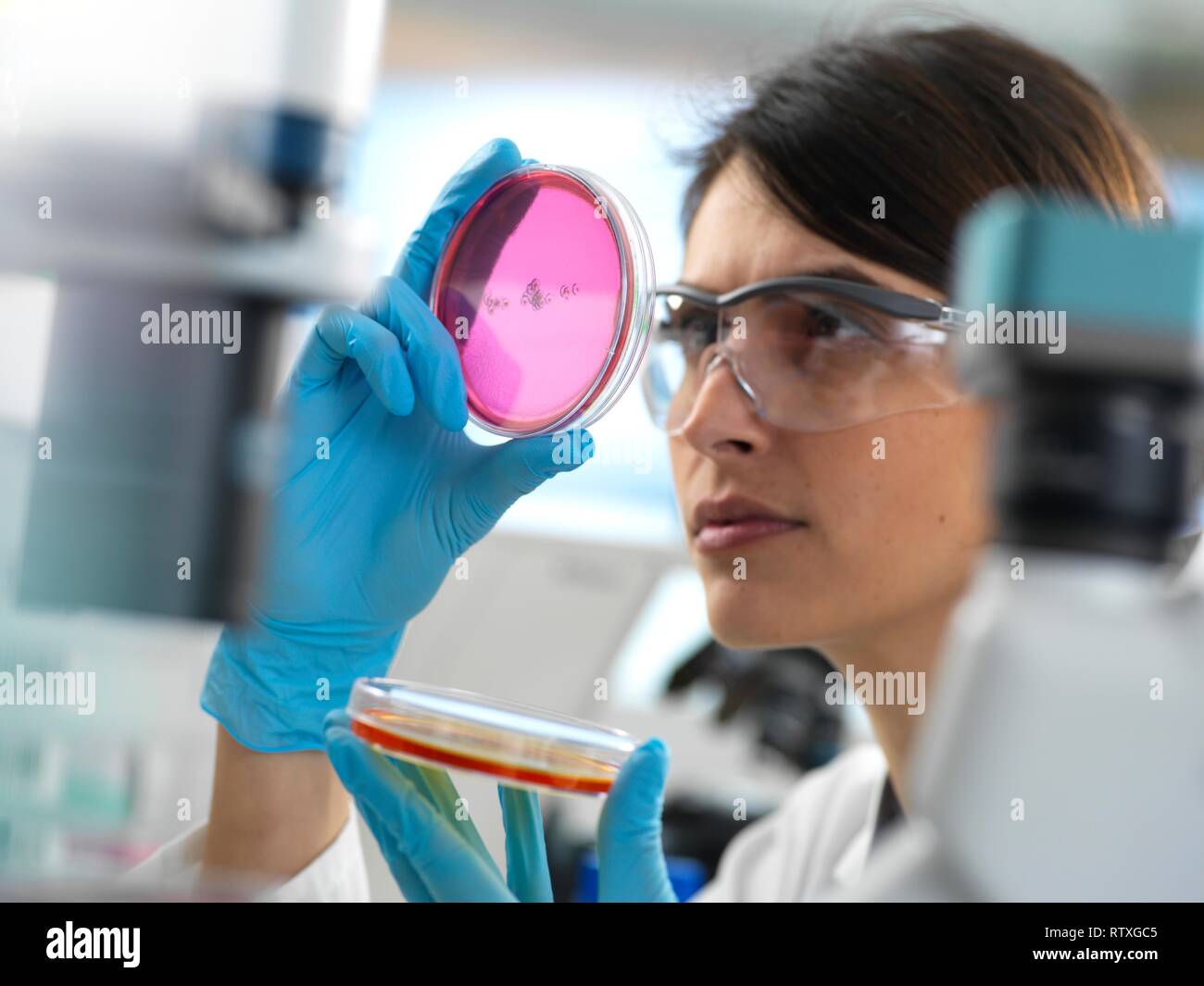 Scientist examining cultures growing in petri dishes under an inverted ...