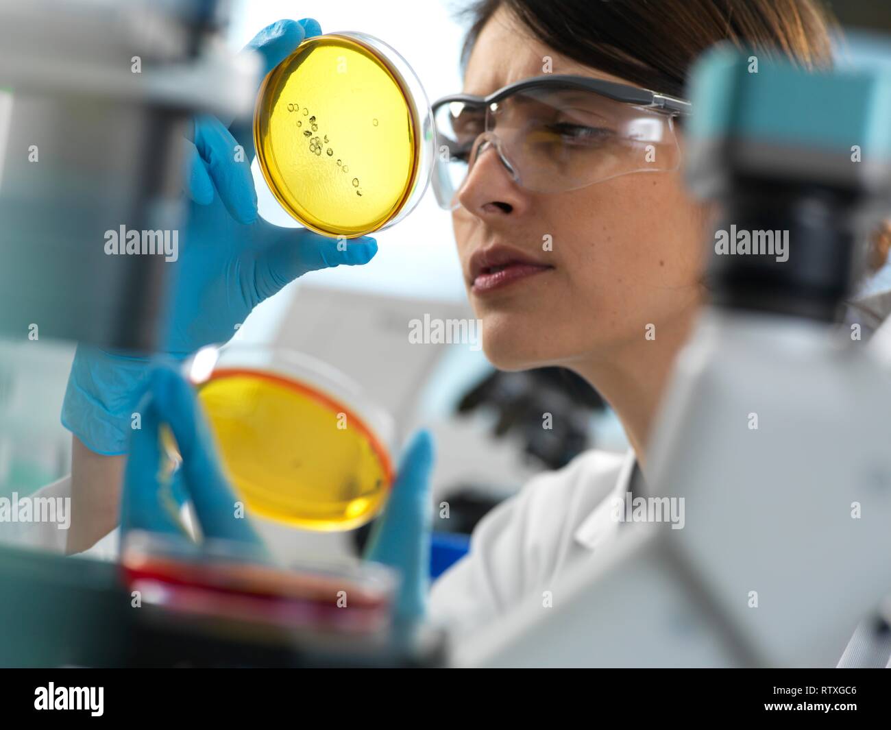 Scientist examining cultures growing in petri dishes under an inverted ...