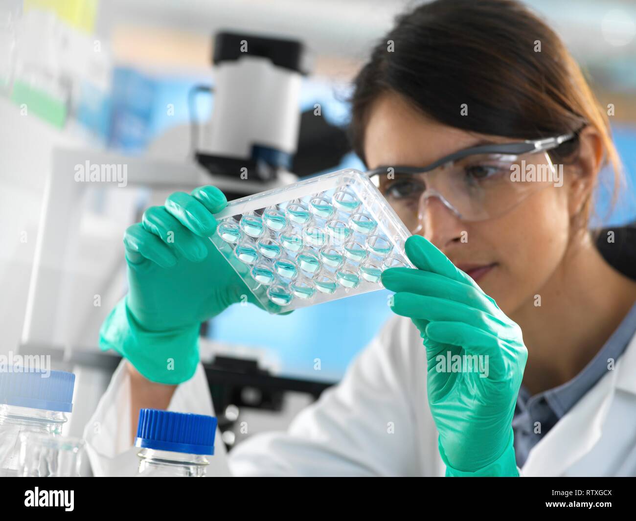 Scientist viewing a multi well plate containing samples for testing in ...