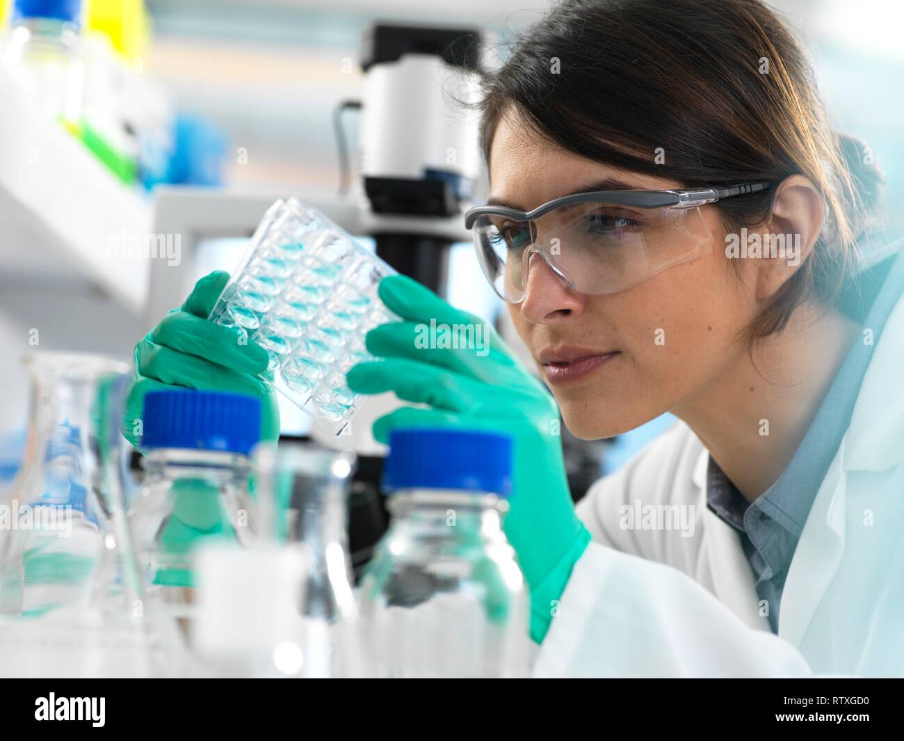 Scientist viewing a multi well plate containing samples for testing in ...