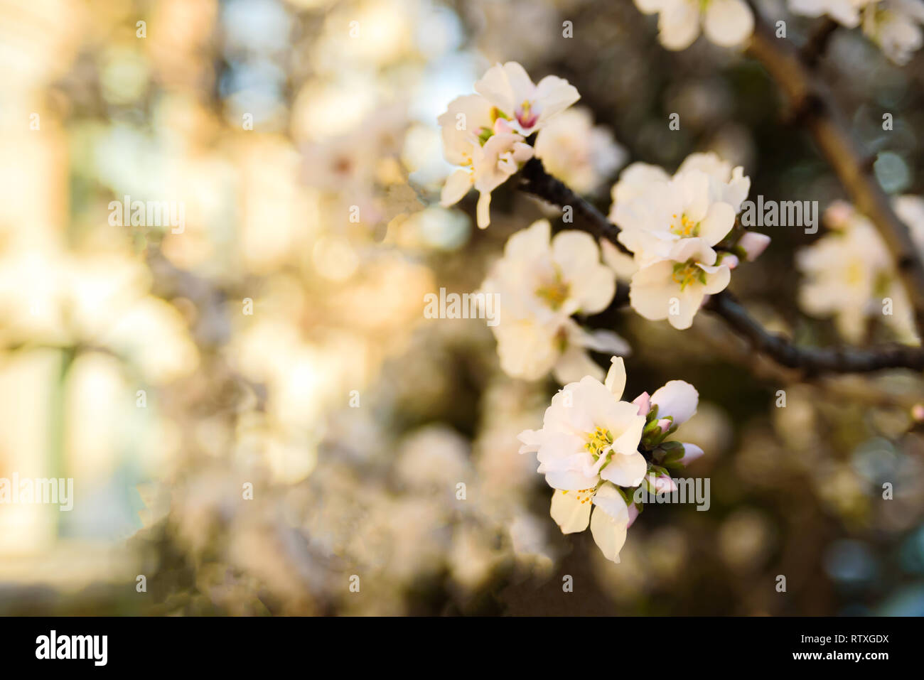 Almond tree flowers with warm sun light at Malta Stock Photo - Alamy