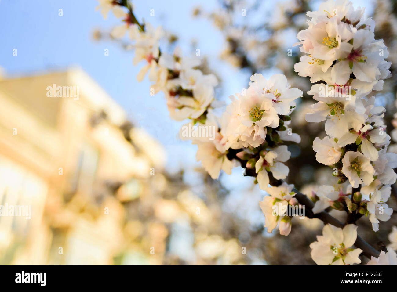 Almond tree flowers with warm sun light at Malta Stock Photo - Alamy