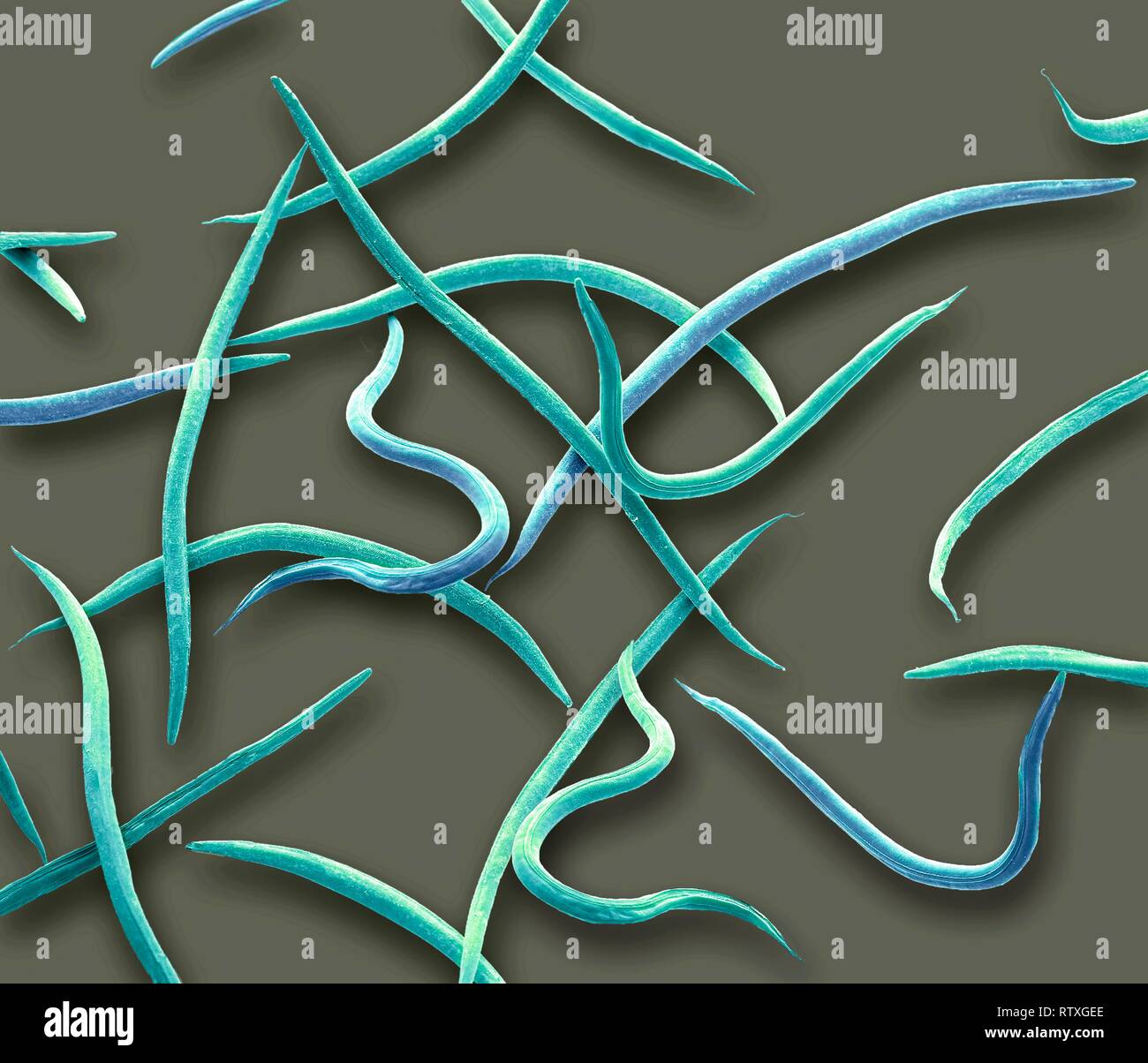 Nematode Electron Microscope