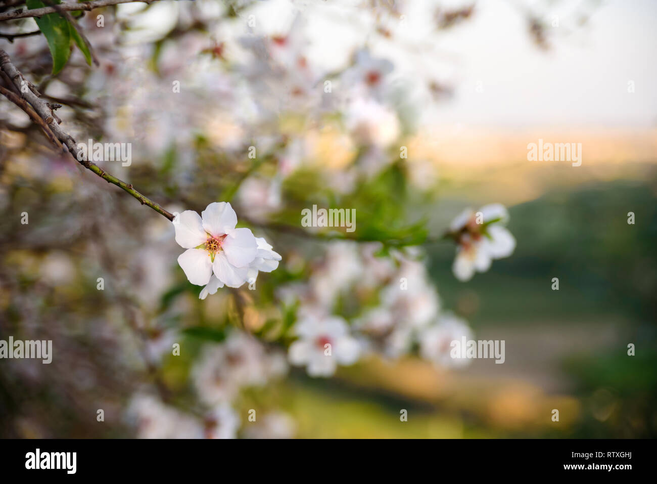 Beautiful almond tree hi-res stock photography and images - Alamy