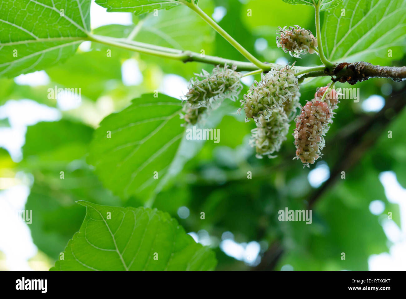 Trunk mulberry hi-res stock photography and images - Alamy