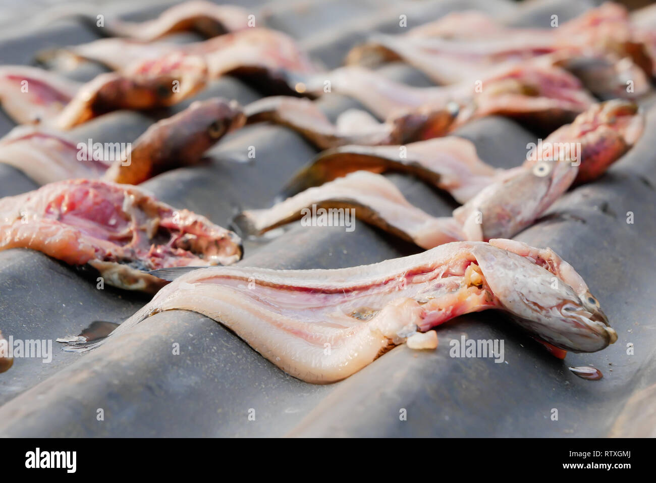 Close up snakehead fish to store food with sunlight on the zinc Stock ...