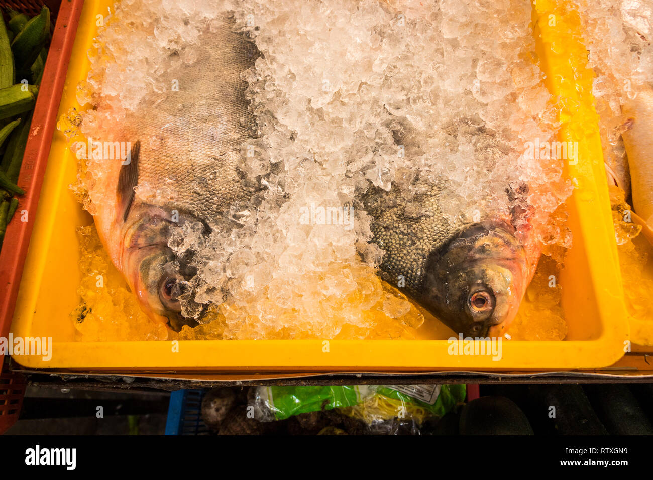 two fish laying in plastic tray on market stall in Chinatown Kuala ...