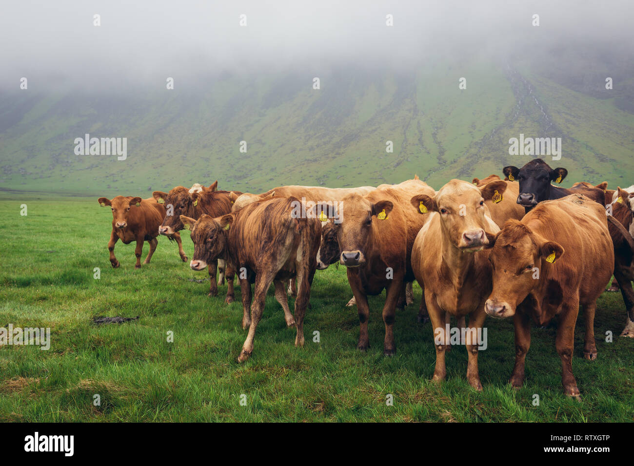 Icelandic Cow High Resolution Stock Photography and Images - Alamy