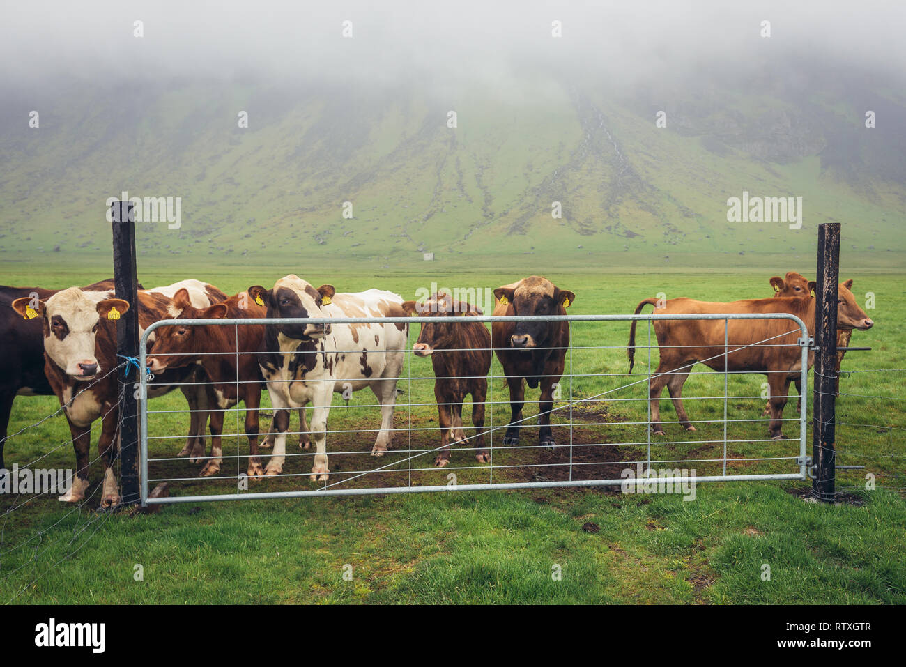 Icelandic cows hi-res stock photography and images - Alamy