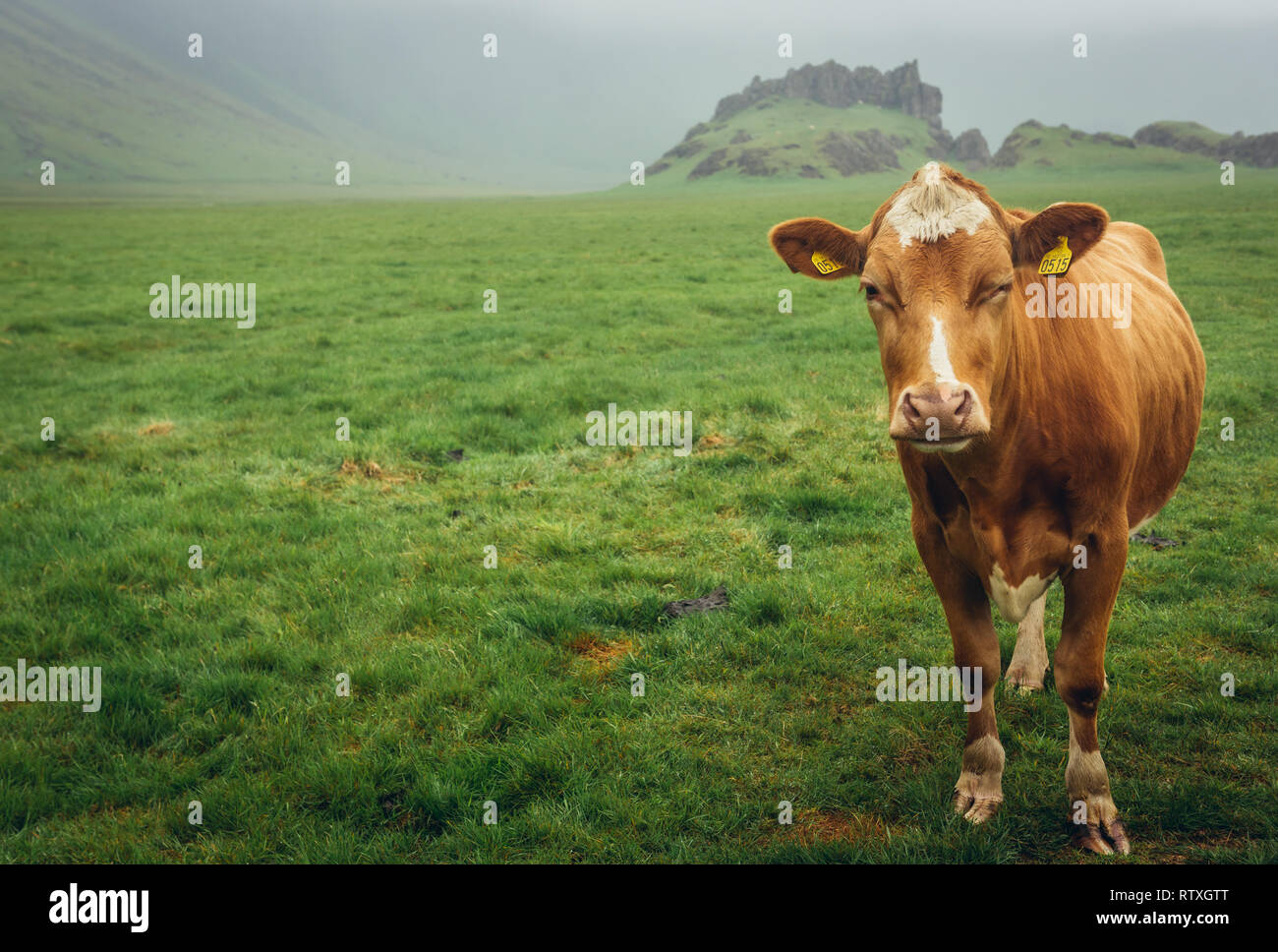 Icelandic cattle hi-res stock photography and images - Alamy