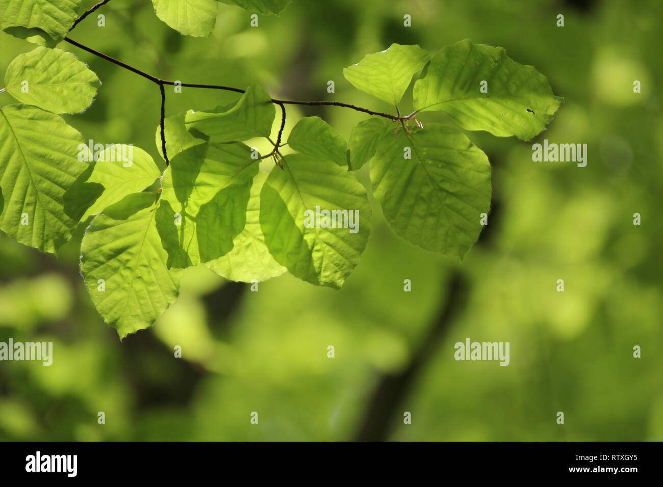 Axle tree hi-res stock photography and images - Alamy