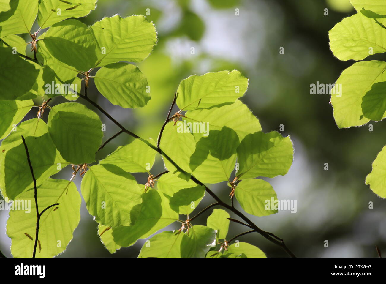 Axle tree hi-res stock photography and images - Alamy