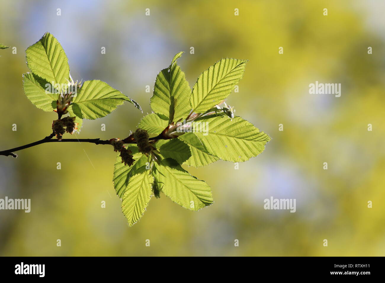 Axle tree hi-res stock photography and images - Alamy