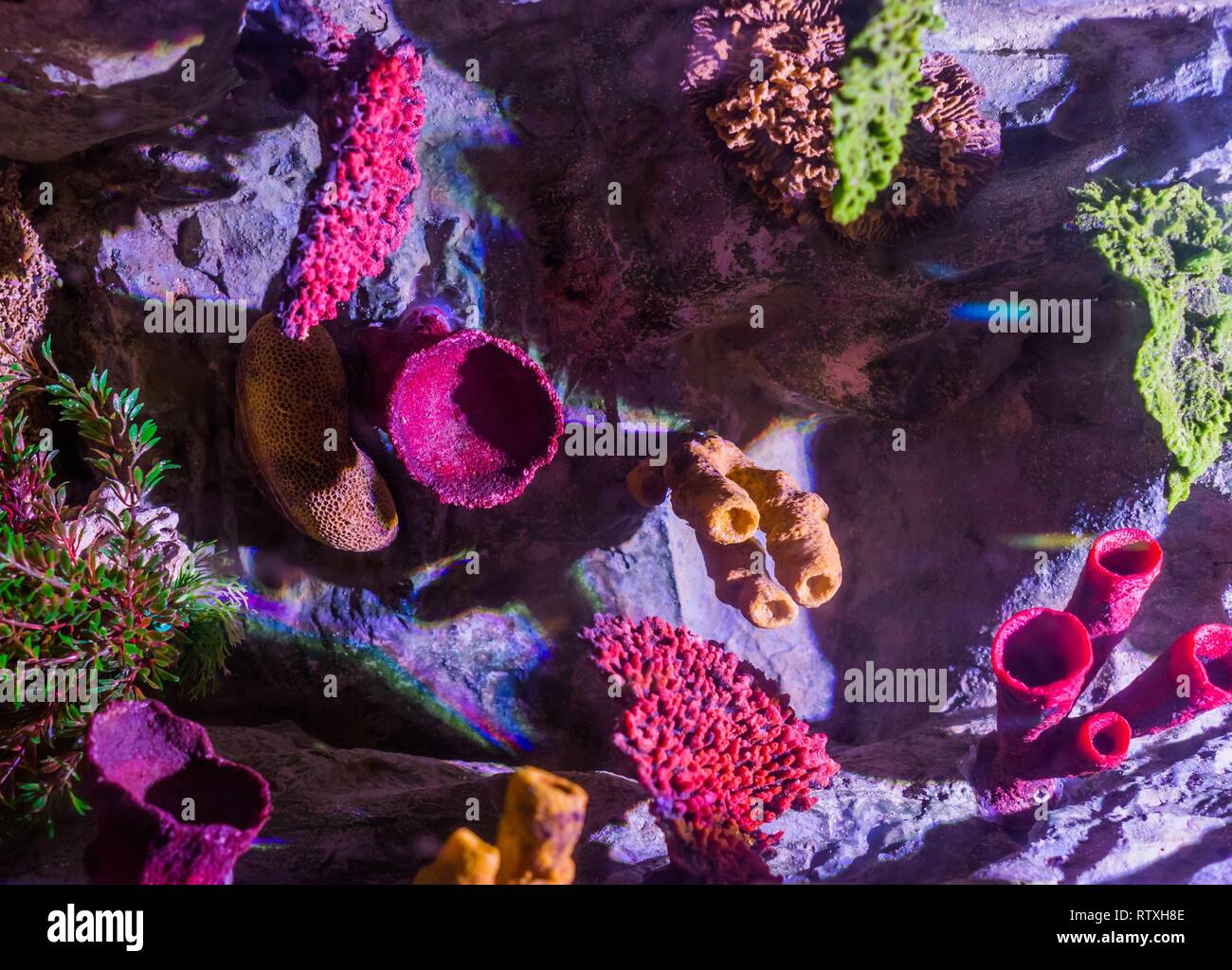 marine life background, diversity of colorful corals on stones, ocean ...