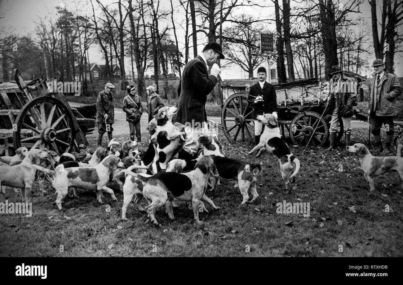 Hunting the Fox with Hounds Suffolk England UK 1984 Traditional Boxing ...
