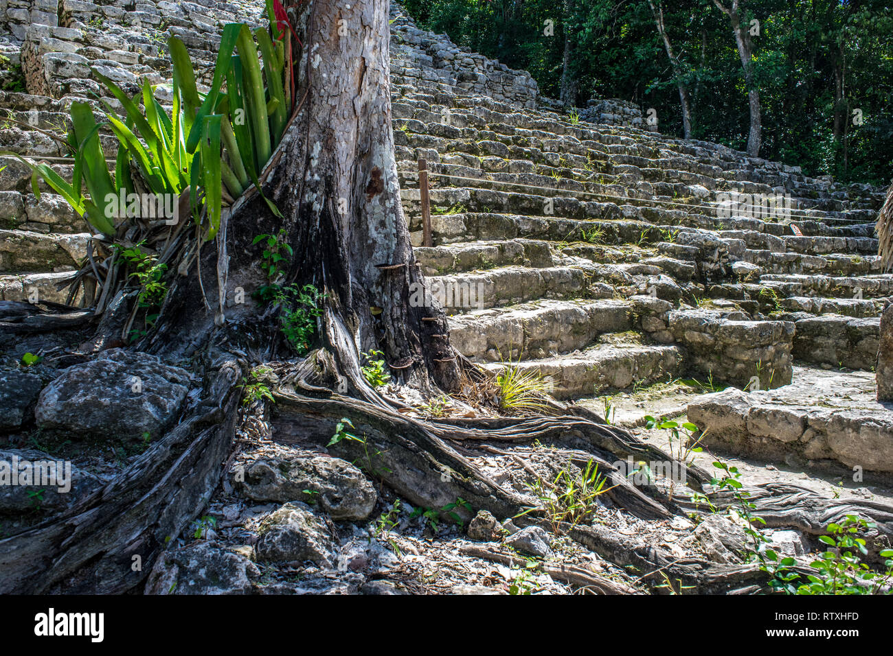 Pyramid in the middle of the Jungle in Coba, Mexico Stock Photo - Alamy