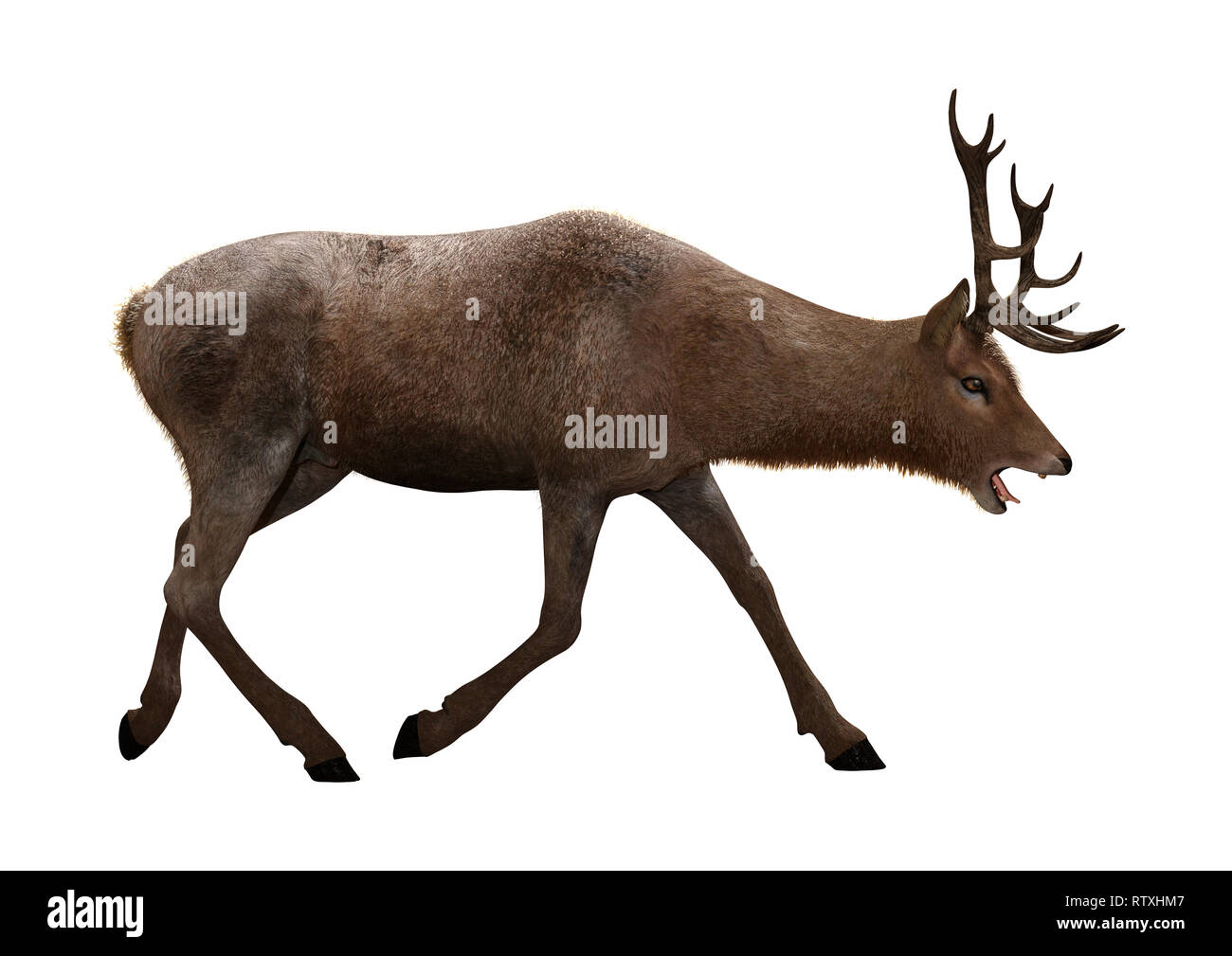 3D rendering of a male deer isolated on white background Stock Photo ...