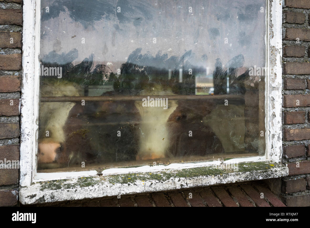 Red Holstein cows curiously looking out of their barn window Stock ...